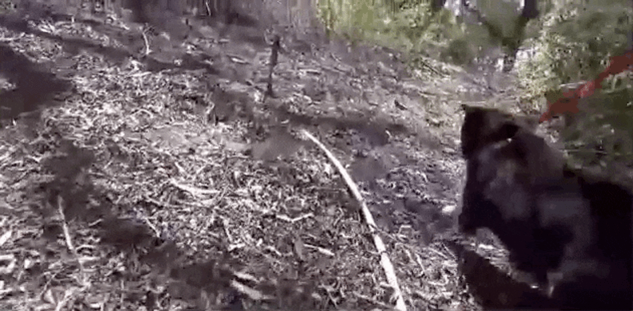 Homeless Senior Dog Too Scared To Be Rescued ... Until She's Shown Love ...