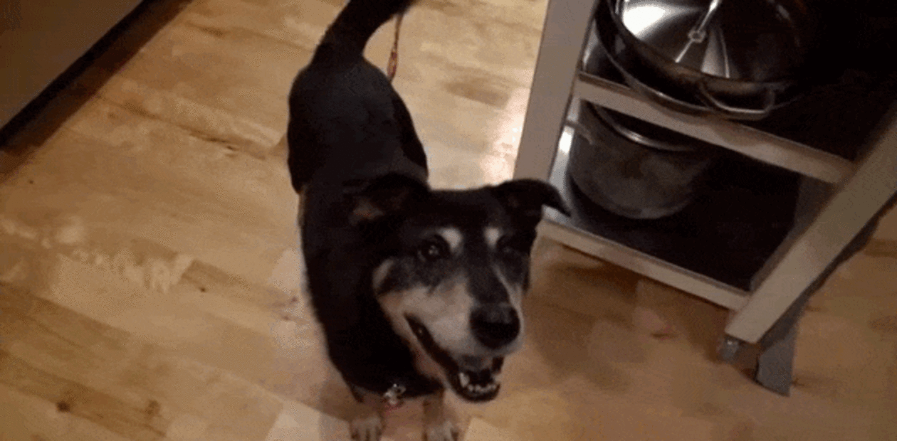 Homeless Senior Dog Too Scared To Be Rescued ... Until She's Shown Love ...