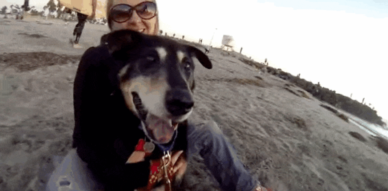 Homeless Senior Dog Too Scared To Be Rescued ... Until She's Shown Love ...