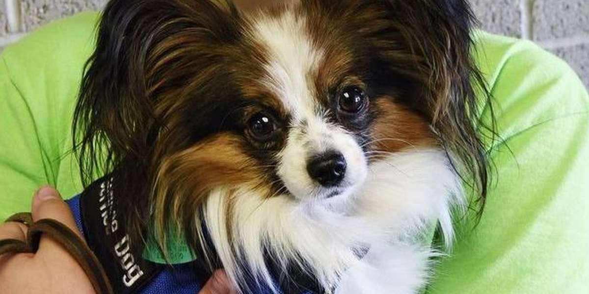 Meet The 3-Pound Dog Who Saves Her Little Boy’s Life Every Day - The Dodo