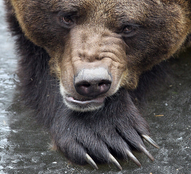 qweqwe qweqw - The Dodo