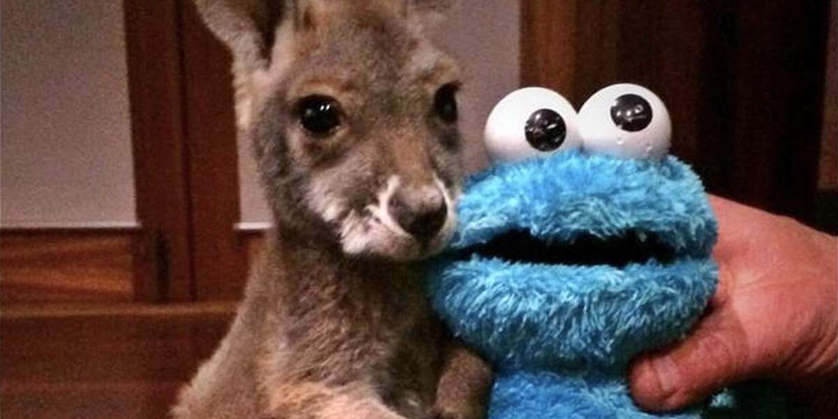 Sleepy Kangaroo Baby Has A Special Bedtime Ritual - The Dodo
