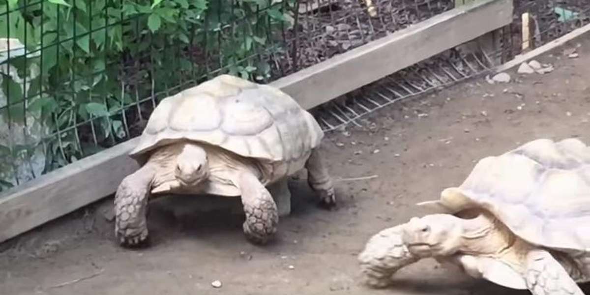 Onlookers Cry Out For Someone To Help Turtle — And Another Turtle Steps ...