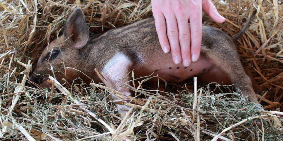 Where is the humanity in "humane meat?" - The Dodo