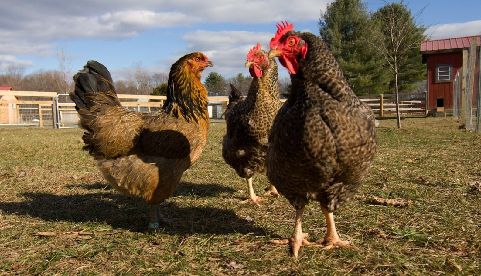 "Watching the Human" - An interpretive dance - The Dodo