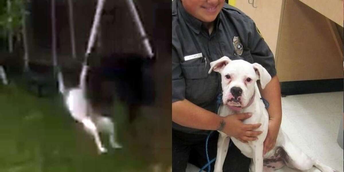 Awful Viral Video Gets Dog Saved From Her Abuser - The Dodo