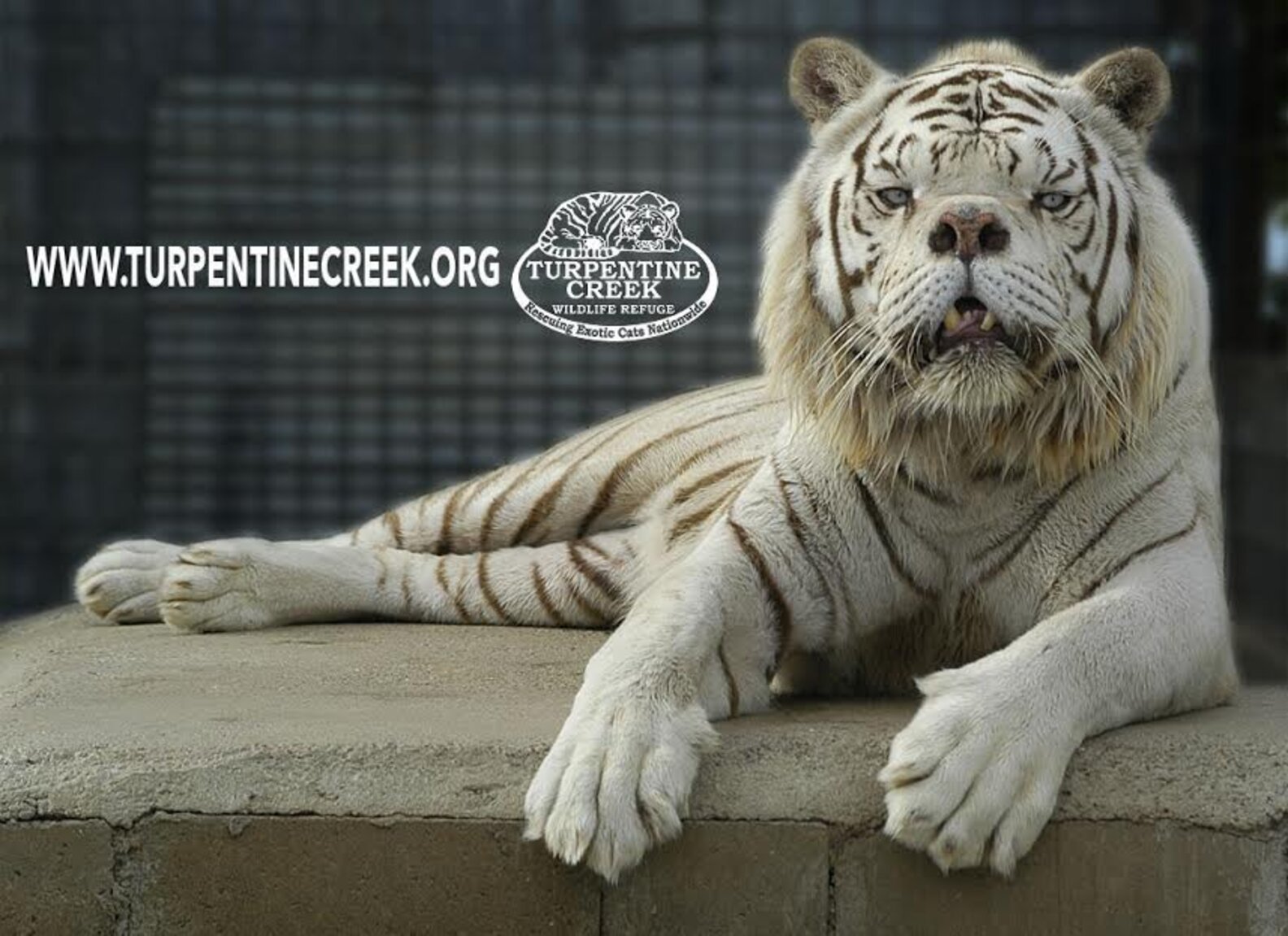 This Is Why No One Should Ever Breed White Tigers - The Dodo