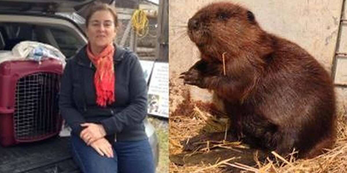 Woman Drives 9 Hours To Save Sick Beaver Who Lost His Mom - The Dodo