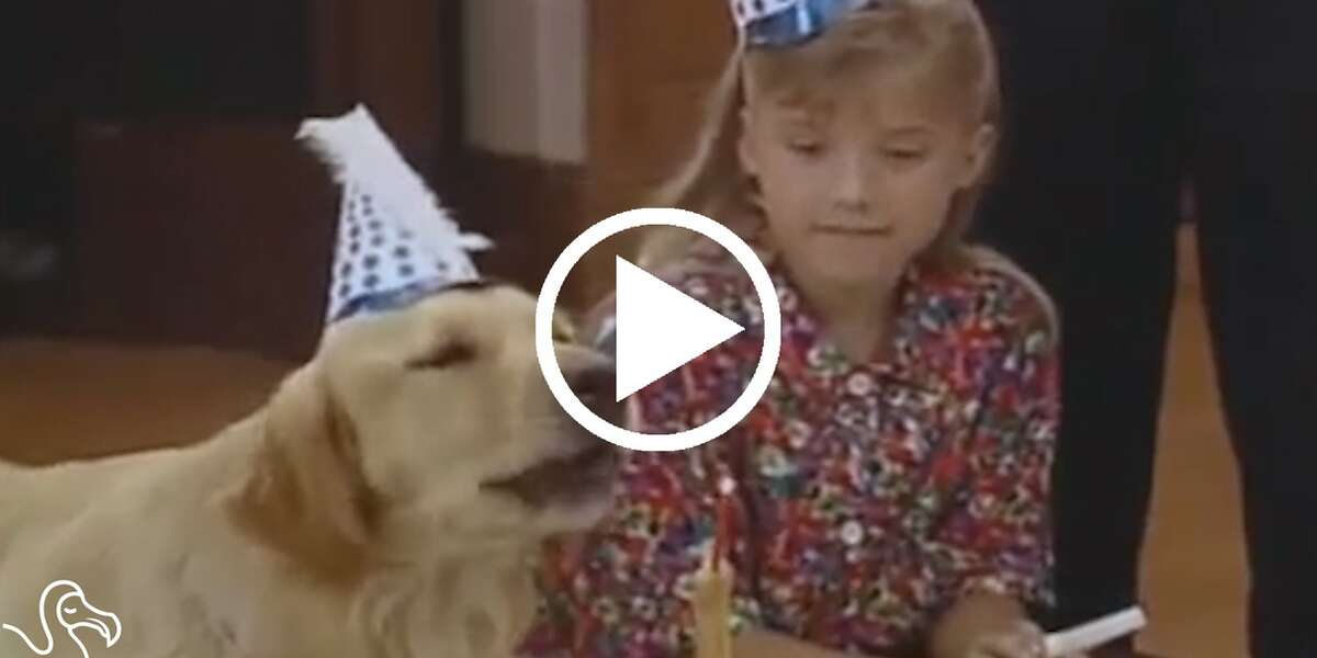 The Coolest Dogs Of The '90s! - The Dodo