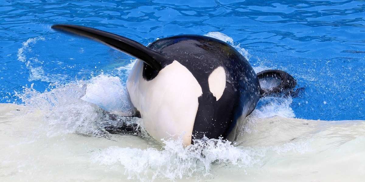SeaWorld Begins Fight To Overturn Orca Breeding Ban - The Dodo
