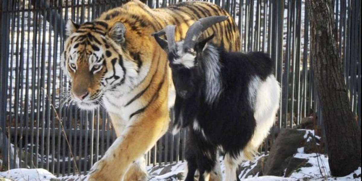 Goat Given To Tiger As Food Months Ago Is STILL His Friend - The Dodo