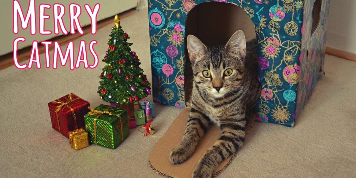 Christmas? > Catmas! - The Dodo