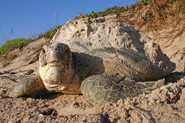 A record 14,152 green sea turtle nests were counted in 2015 at the ...