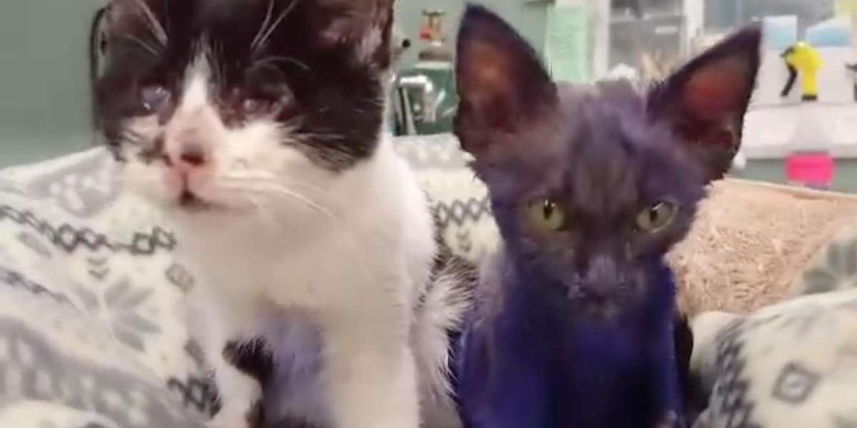 Purple Kitten's New Friend Picks Up His Color From So Much Snuggling ...