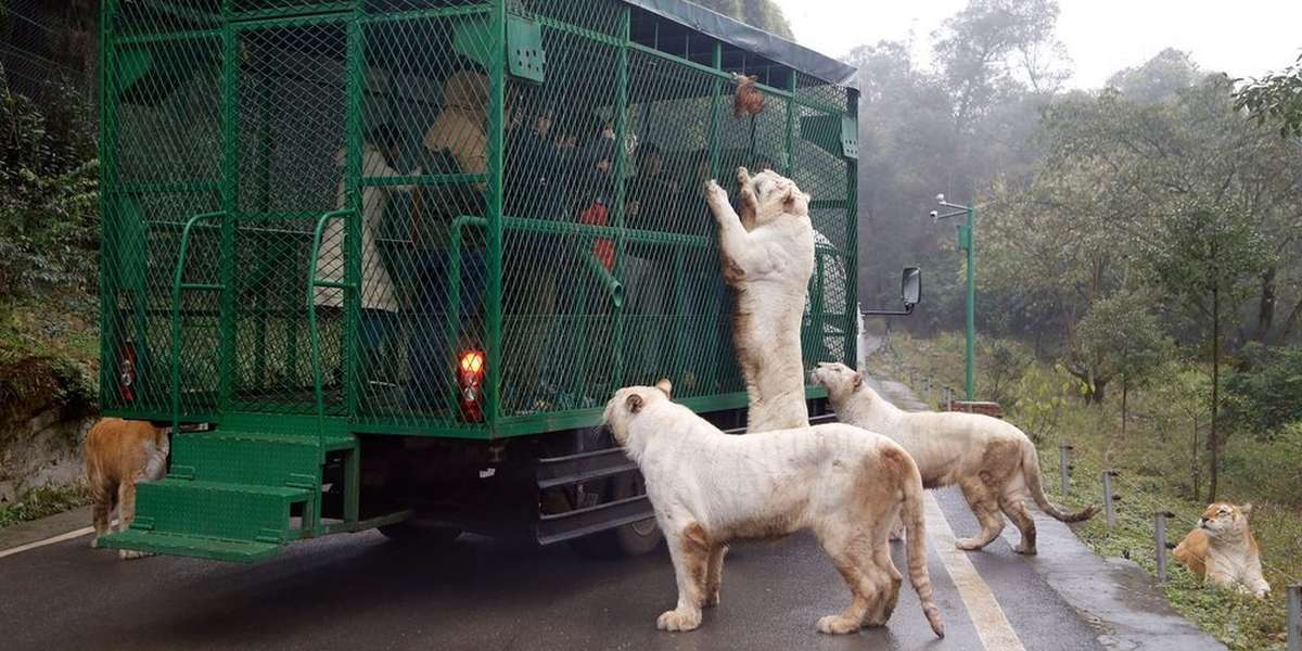 Zoo Lets People Feed LIVE Animals To Hungry Tigers - The Dodo