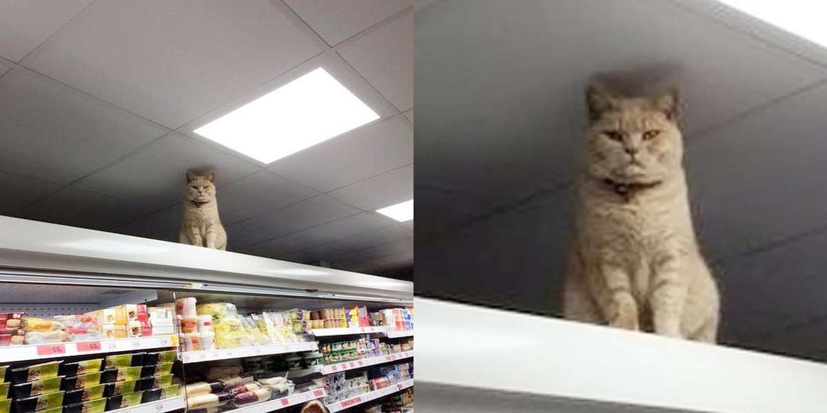 Cat Refuses To Leave Supermarket No Matter How Many Times He's Kicked ...