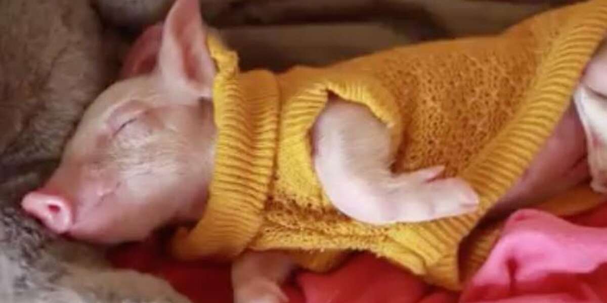 This Pig Wasn't Supposed To Live ... But She Did - The Dodo