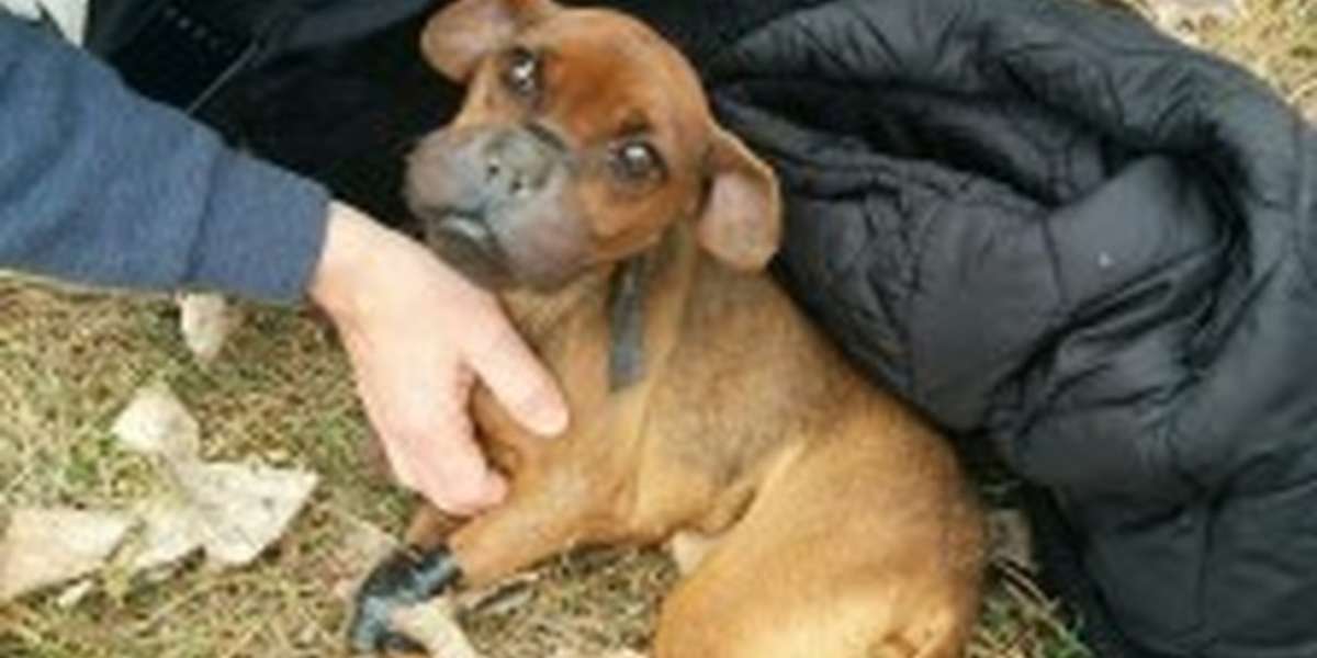 Dog Who Suffered 'Depraved, Despicable Act' Finally Gets Justice - The Dodo