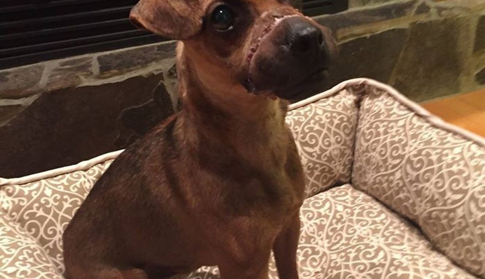 Dog Who Suffered 'Depraved, Despicable Act' Finally Gets Justice - The Dodo