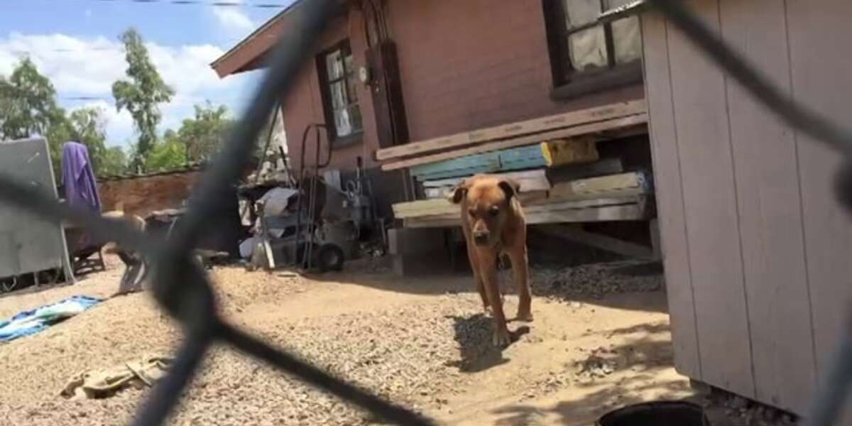 Dog Chained Up For A Decade Has The Sweetest Reaction To Being Set Free ...