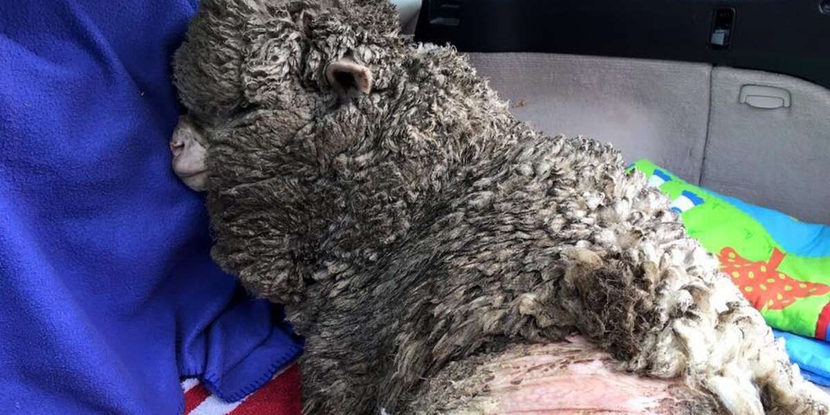 Neglected Sheep Finally Finds The Love He Needs To Survive - The Dodo
