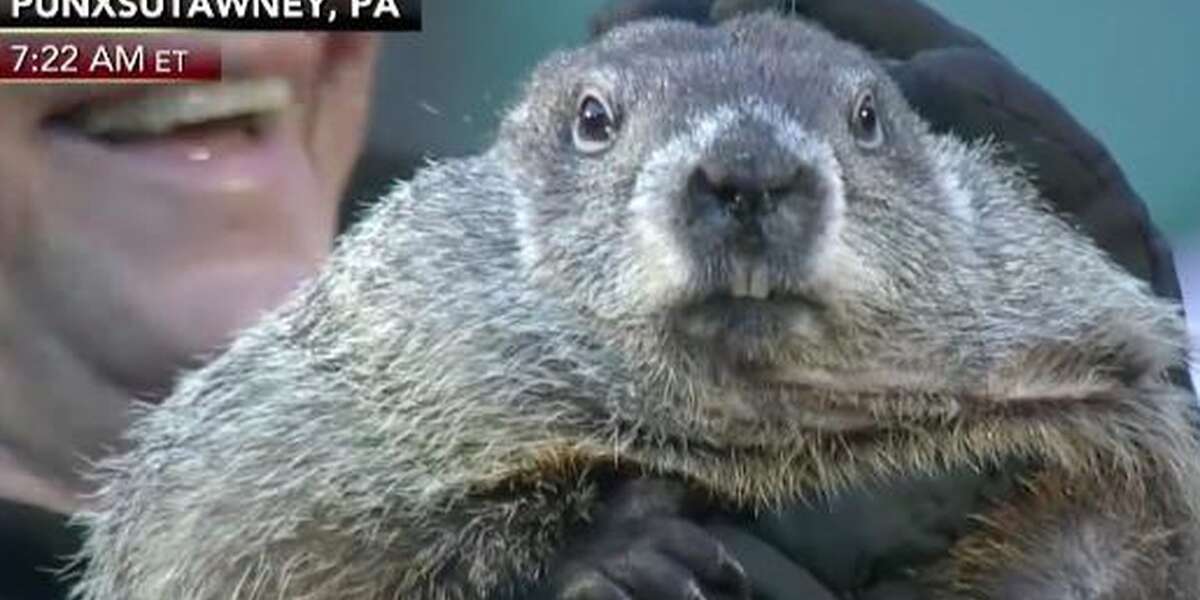 Confused Groundhog Endures Annual Ceremony With Men In Top Hats - The Dodo