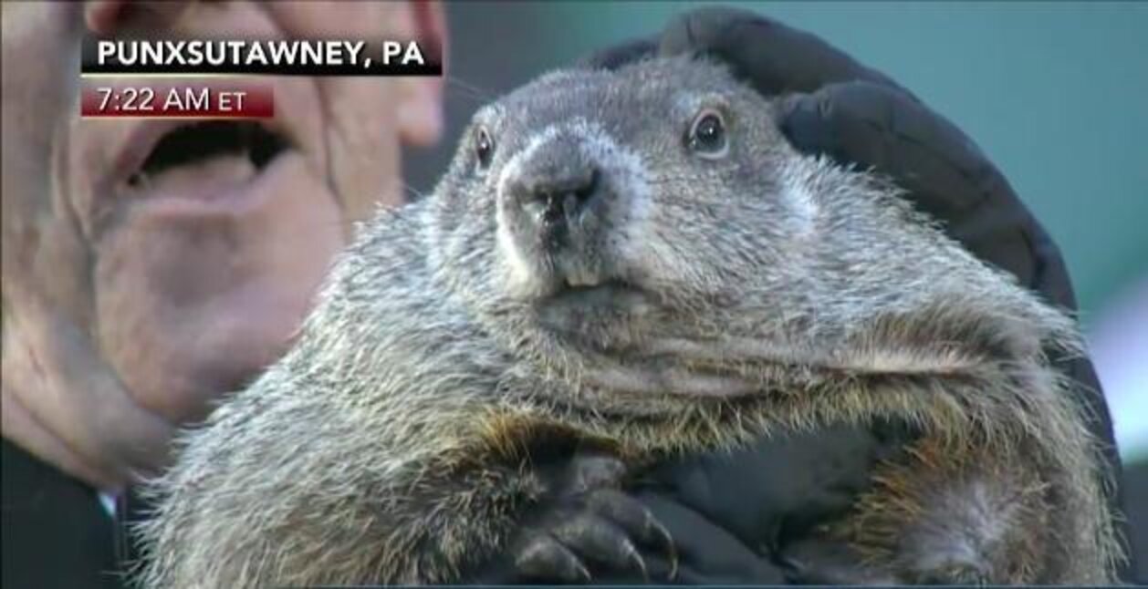Confused Groundhog Endures Annual Ceremony With Men In Top Hats - The Dodo