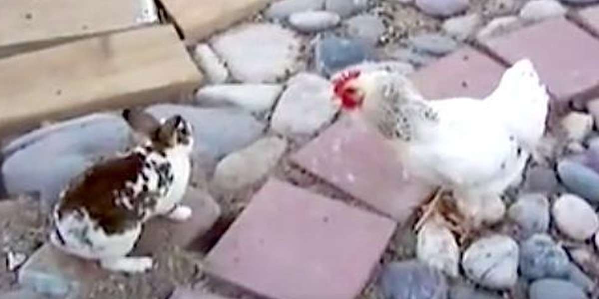 Chickens See Rabbits Fighting And Know What They Have To Do - The Dodo