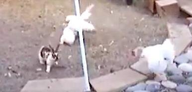 Chickens See Rabbits Fighting And Know What They Have To Do - The Dodo