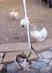 Chickens See Rabbits Fighting And Know What They Have To Do - The Dodo