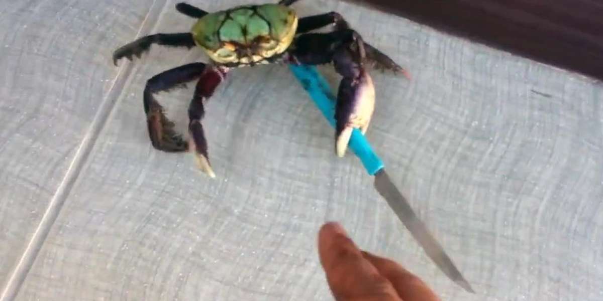 Crab With Knife Bravely Fends Off Idiot With Camera - The Dodo