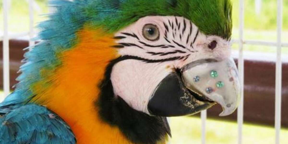 Bird Born With Broken Beak Gets Some Much-Deserved Bling - The Dodo