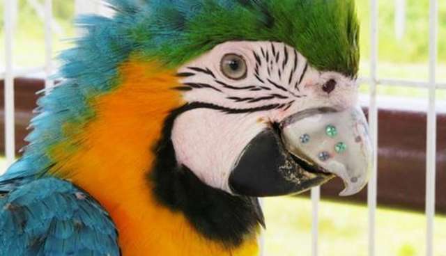 Bird Born With Broken Beak Gets Some Much-Deserved Bling - The Dodo