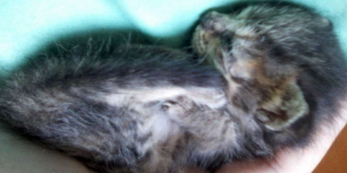 'Dead' Kitten Shocks Her Rescuer By Taking A Breath - The Dodo