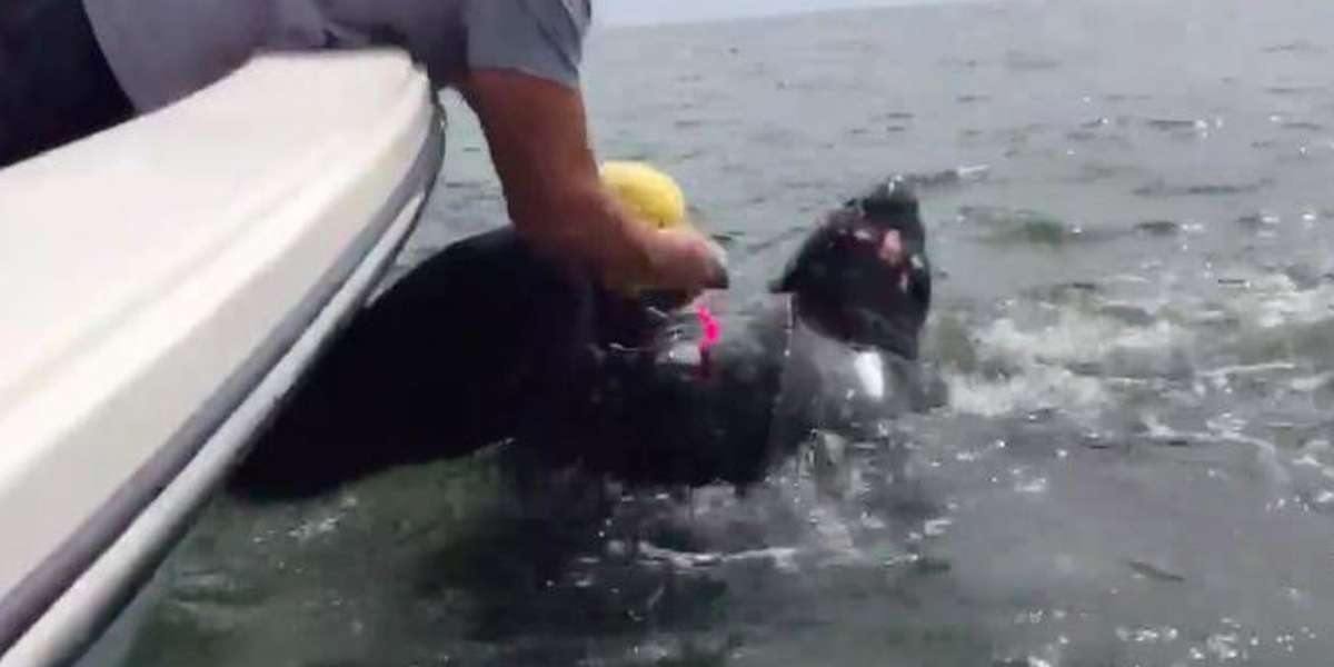 Police Officers Find Giant Turtle Tangled In Rope, Rush To Save Him ...