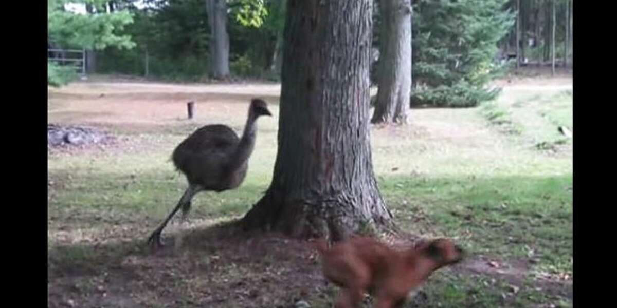 Emu And Dog Invent The BEST Game To Play Together - The Dodo