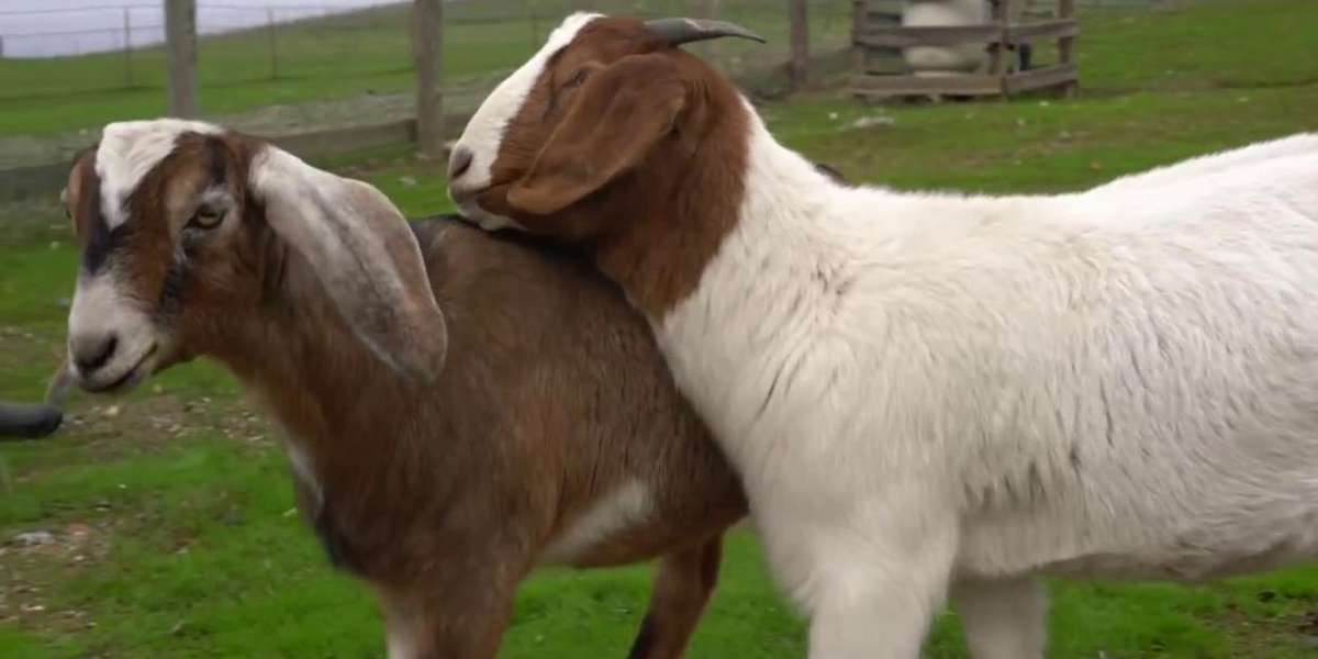 Seeing Eye Goat Is Always There For His Blind Best Friend - The Dodo