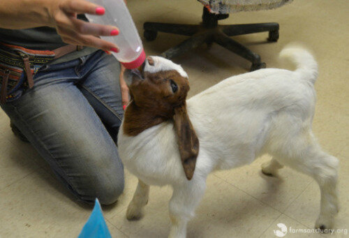 Seeing Eye Goat Is Always There For His Blind Best Friend - The Dodo
