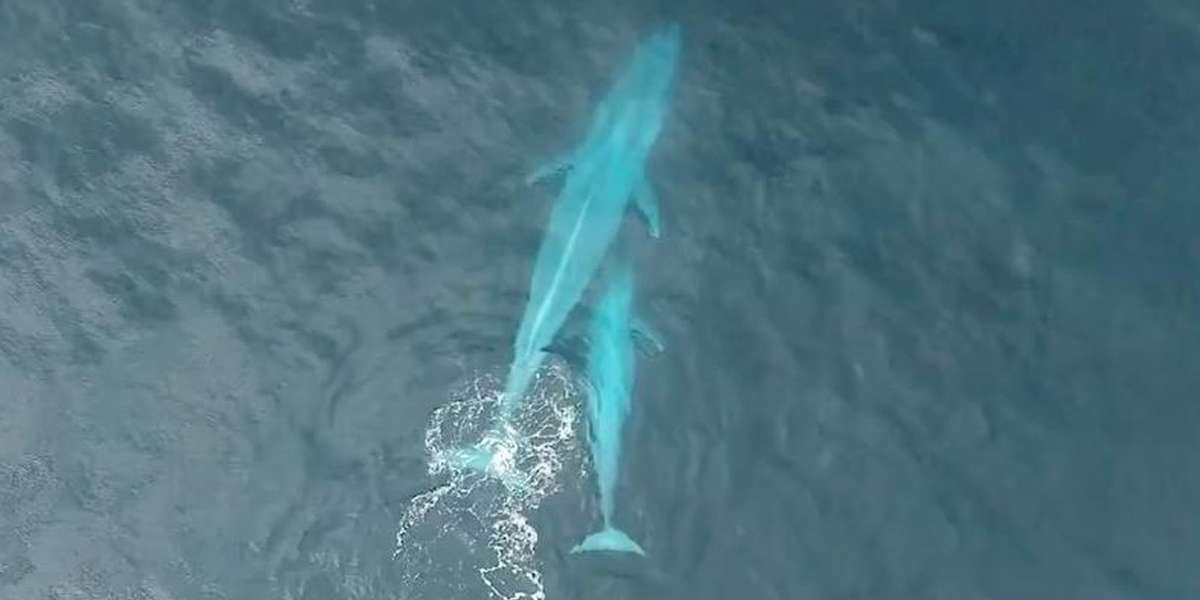 Rare Footage Shows Intimate Moment Between Mother Whale And Her Calf ...