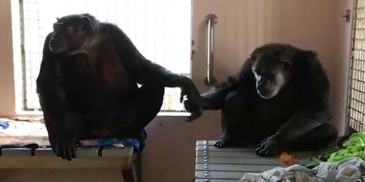 Chimp Who Spent 18 Years Alone Won't Let Go Of Brand-New Friend - The Dodo