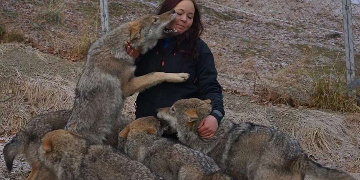 These Wolves All Act Like Big, Playful Puppies - The Dodo