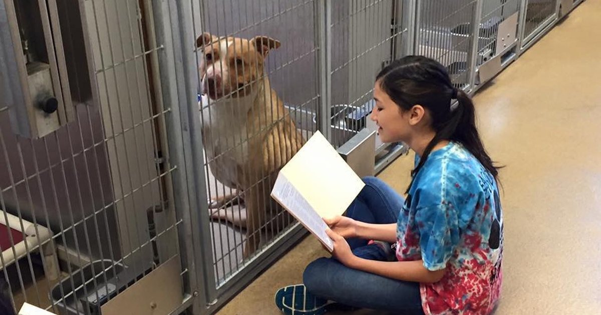 High Schoolers Take Some Time To Make Shelter Dogs Feel Loved - The Dodo