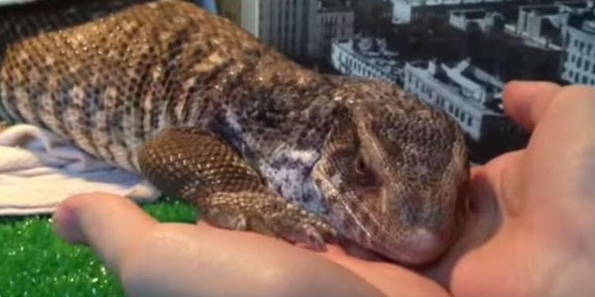 Lizard Just Wants To Snuggle, Please - The Dodo