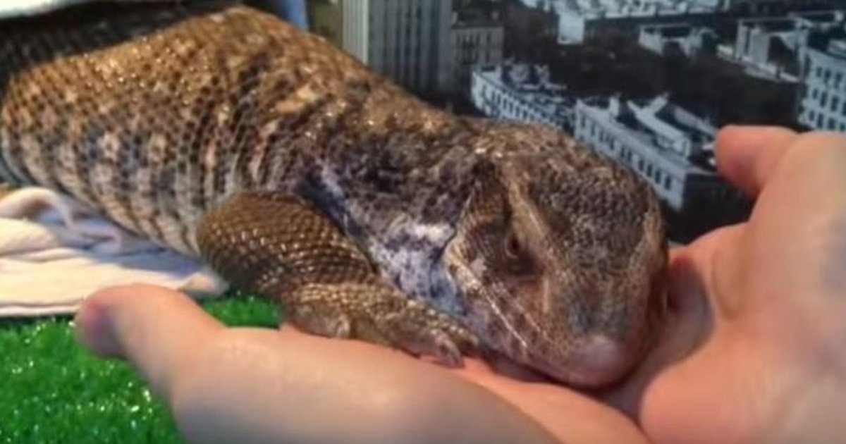 Lizard Just Wants To Snuggle, Please - The Dodo