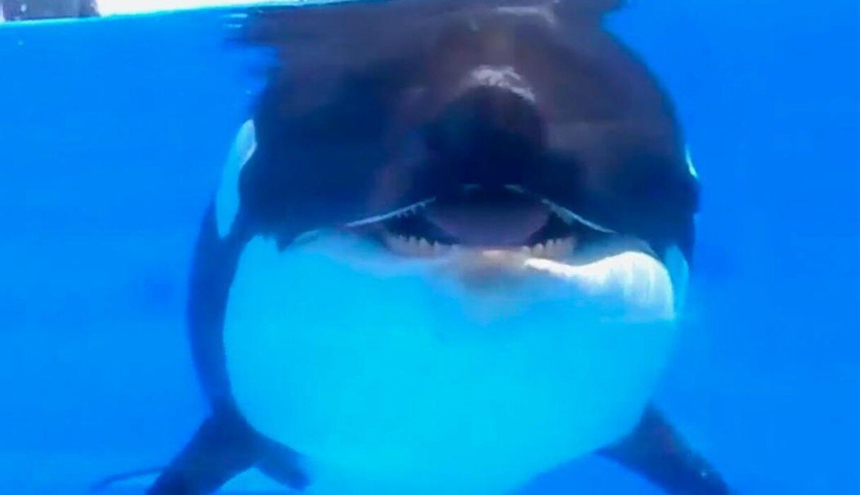 Seaworld Timeline - The Dodo