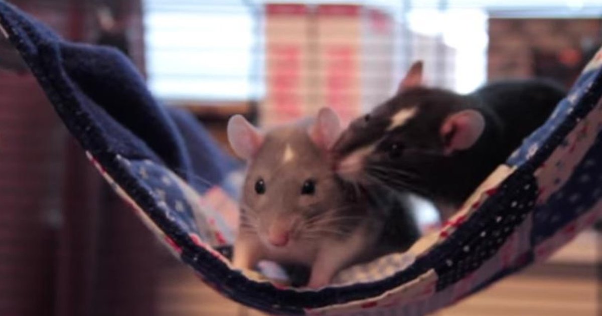 Baby Rats Snuggle In Their Very Own Hammock - The Dodo