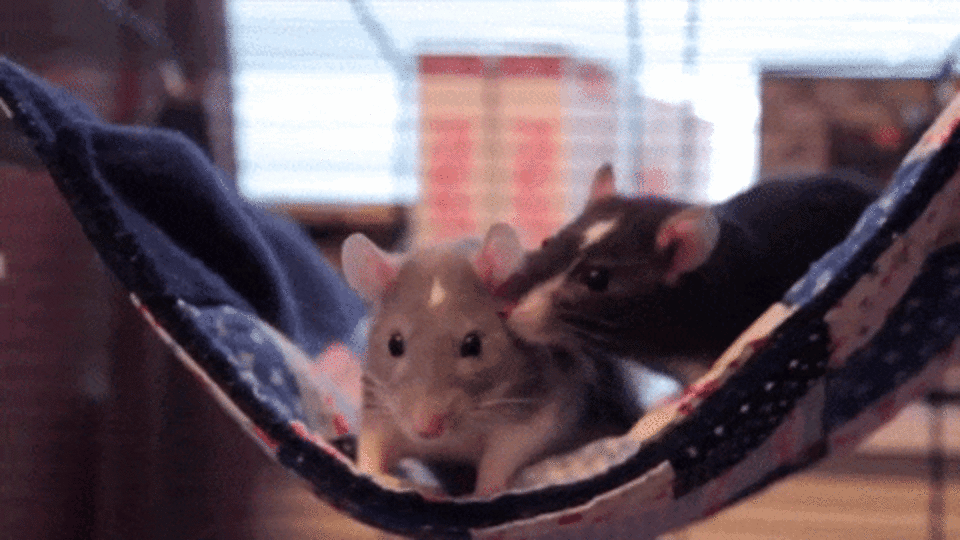 Baby Rats Snuggle In Their Very Own Hammock - The Dodo