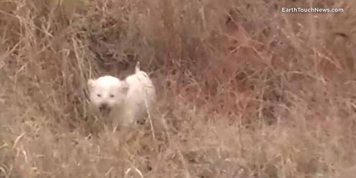 Tiny Lion Cub Tries Very Hard To Be Scary With HUGE Roar - The Dodo