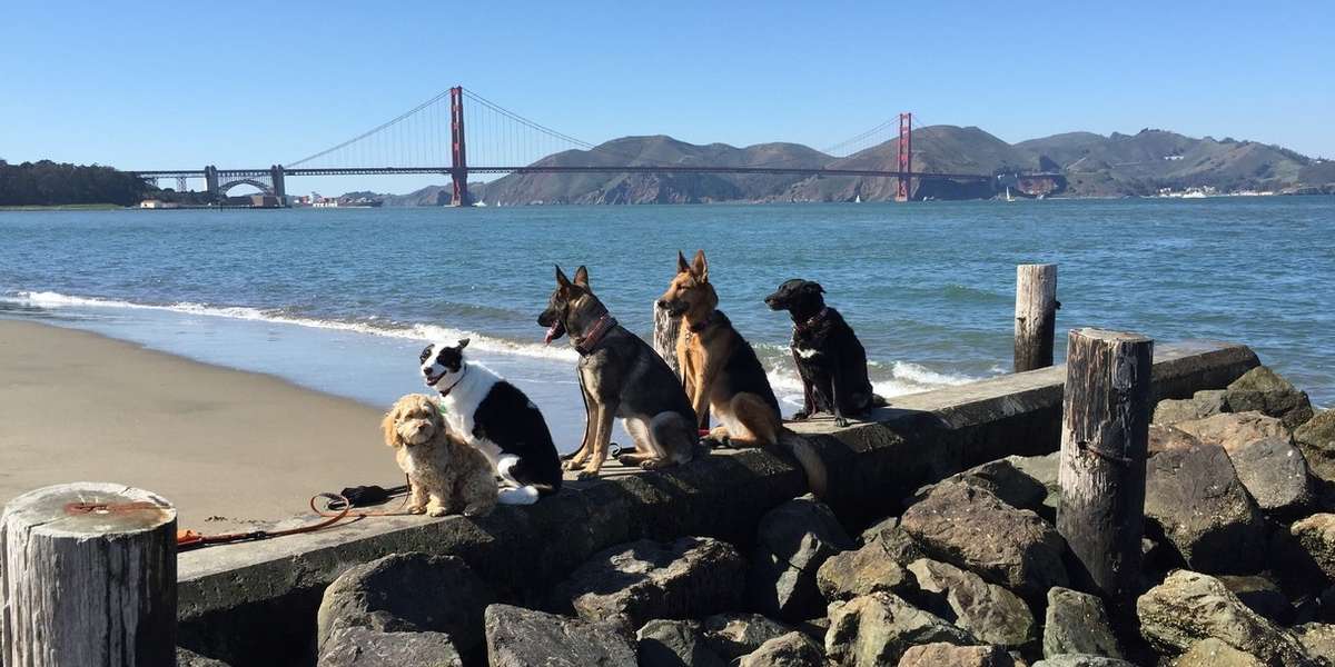 Dog Walker Photographs His Pack In All Their Favorite Places - The Dodo