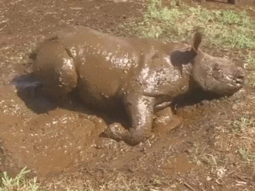Baby Rhino Treats Herself To Very First Mud Bath - The Dodo